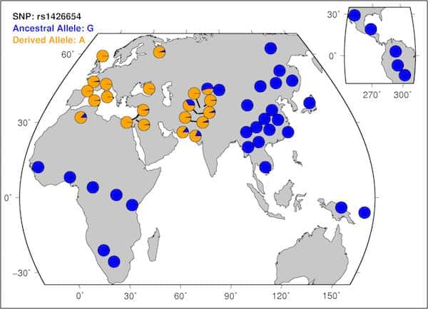 SLC24A5 is very important, but we don’t know why – Gene Expression