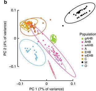 Soft selection for gentleness in Puerto Rican African Honeybees – Gene ...