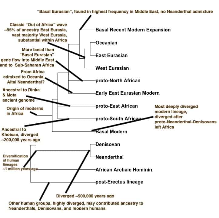 Human Race Phylogeny