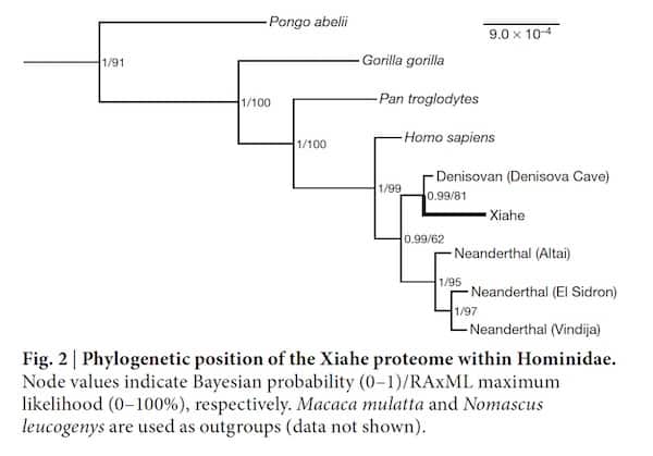 It’s a Denisovan world, and paleoanthropology just lives in it! – Gene ...