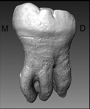 Denisovan dental morphology in East Asians and in the New World? – Gene ...