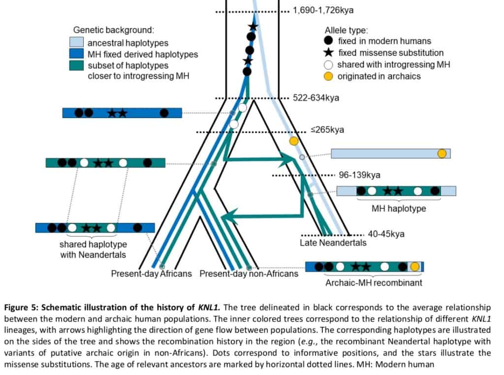 Stem-human gene flow into Neanderthals – Gene Expression