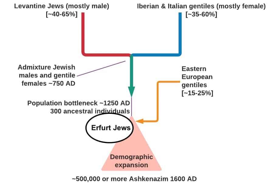 Ashkenazi Jewish ethnogenesis in light of the Erfurt medieval DNA ...