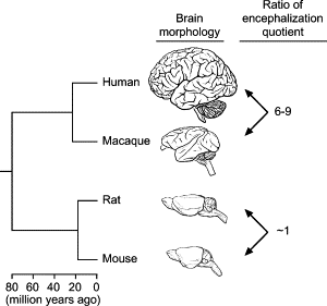 See Aetiology for the details.